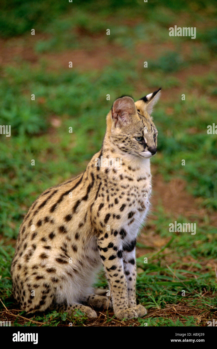 South Africa serval cat Stock Photo - Alamy
