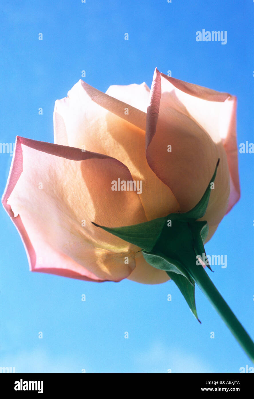 Beautiful pink rose on blue hi-res stock photography and images - Alamy