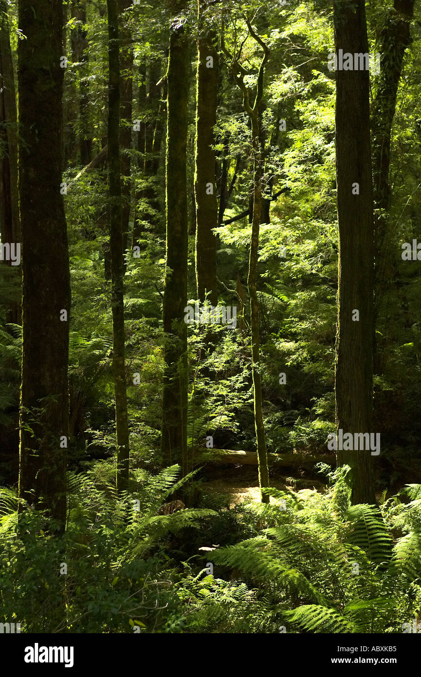 Forest Otway Ranges Victoria Australia Stock Photo - Alamy