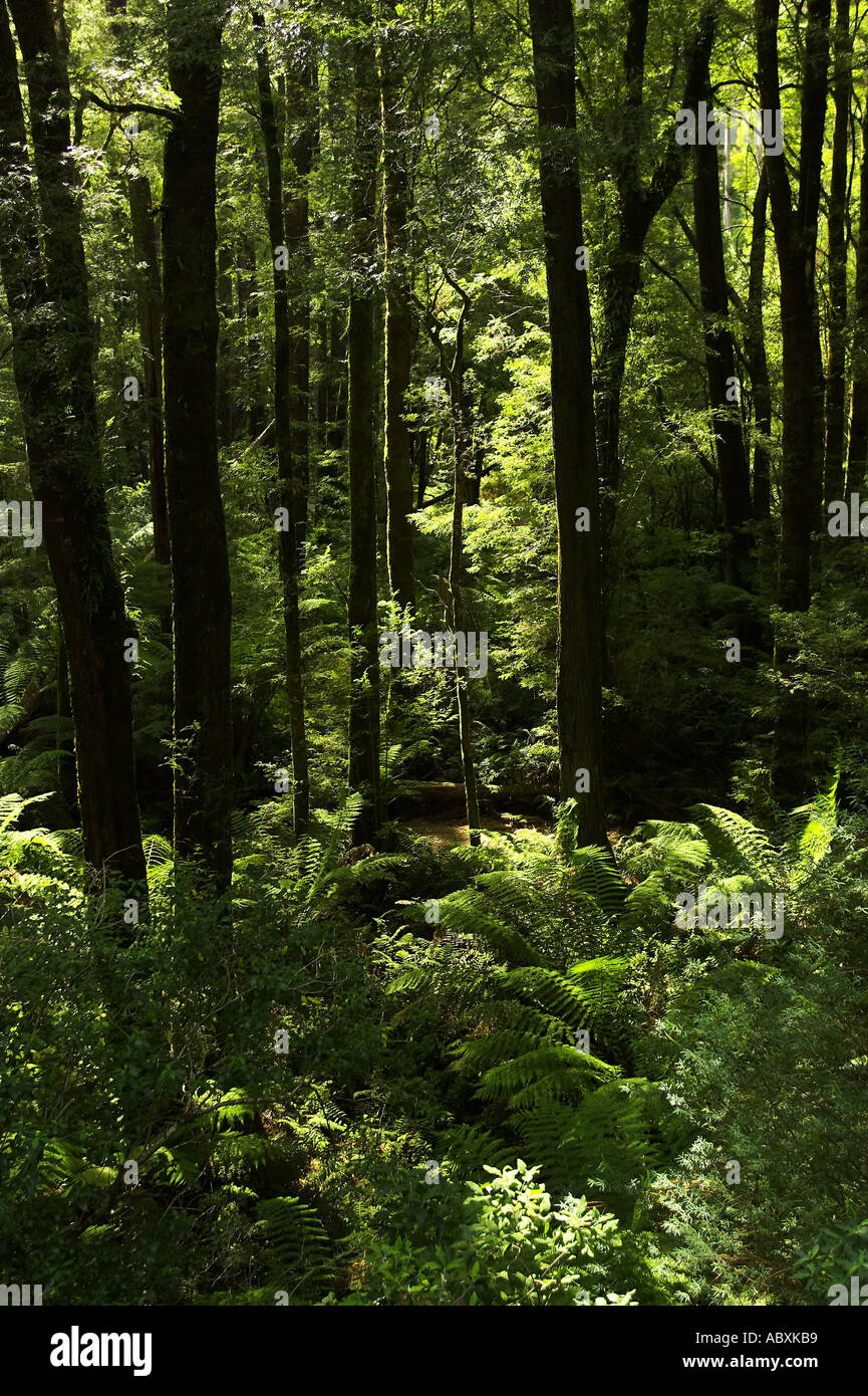 Forest Otway Ranges Victoria Australia Stock Photo - Alamy