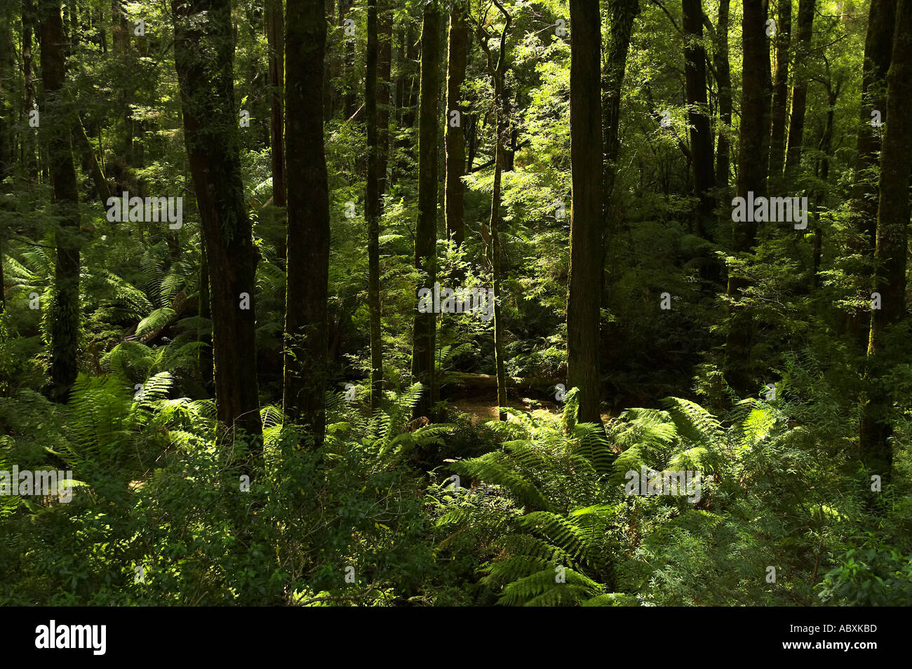 Forest Otway Ranges Victoria Australia Stock Photo - Alamy