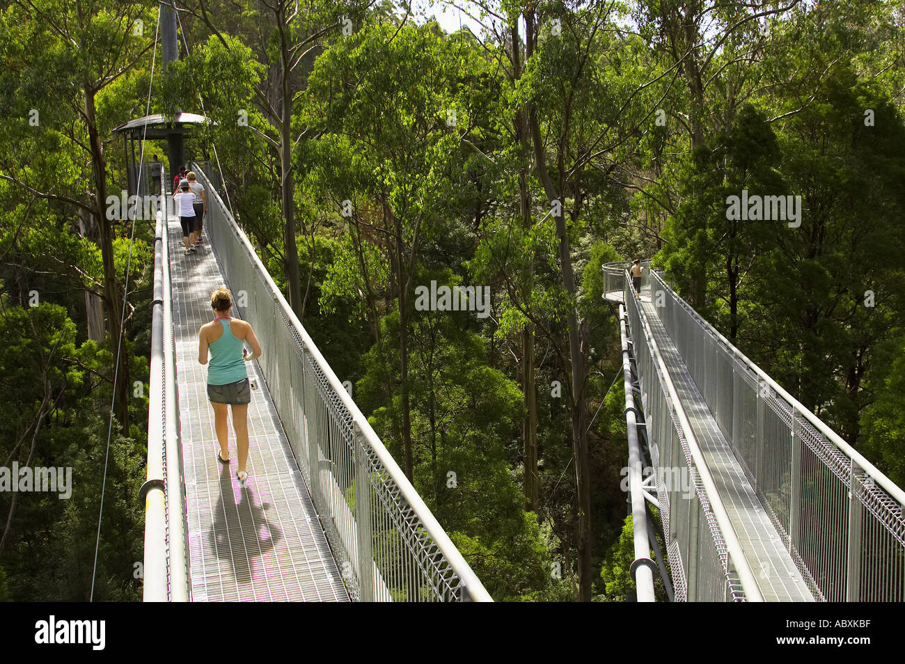 Otway Fly Tree Top Walk Otway Ranges Victoria Australia Stock Photo - Alamy