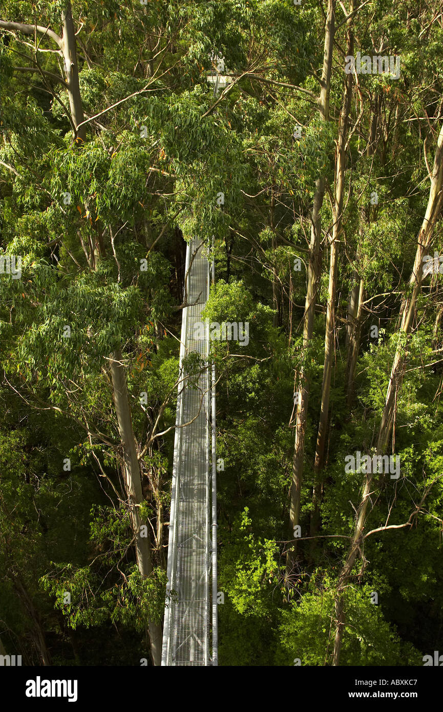 Otway Fly Tree Top Walk Otway Ranges Victoria Australia Stock Photo - Alamy