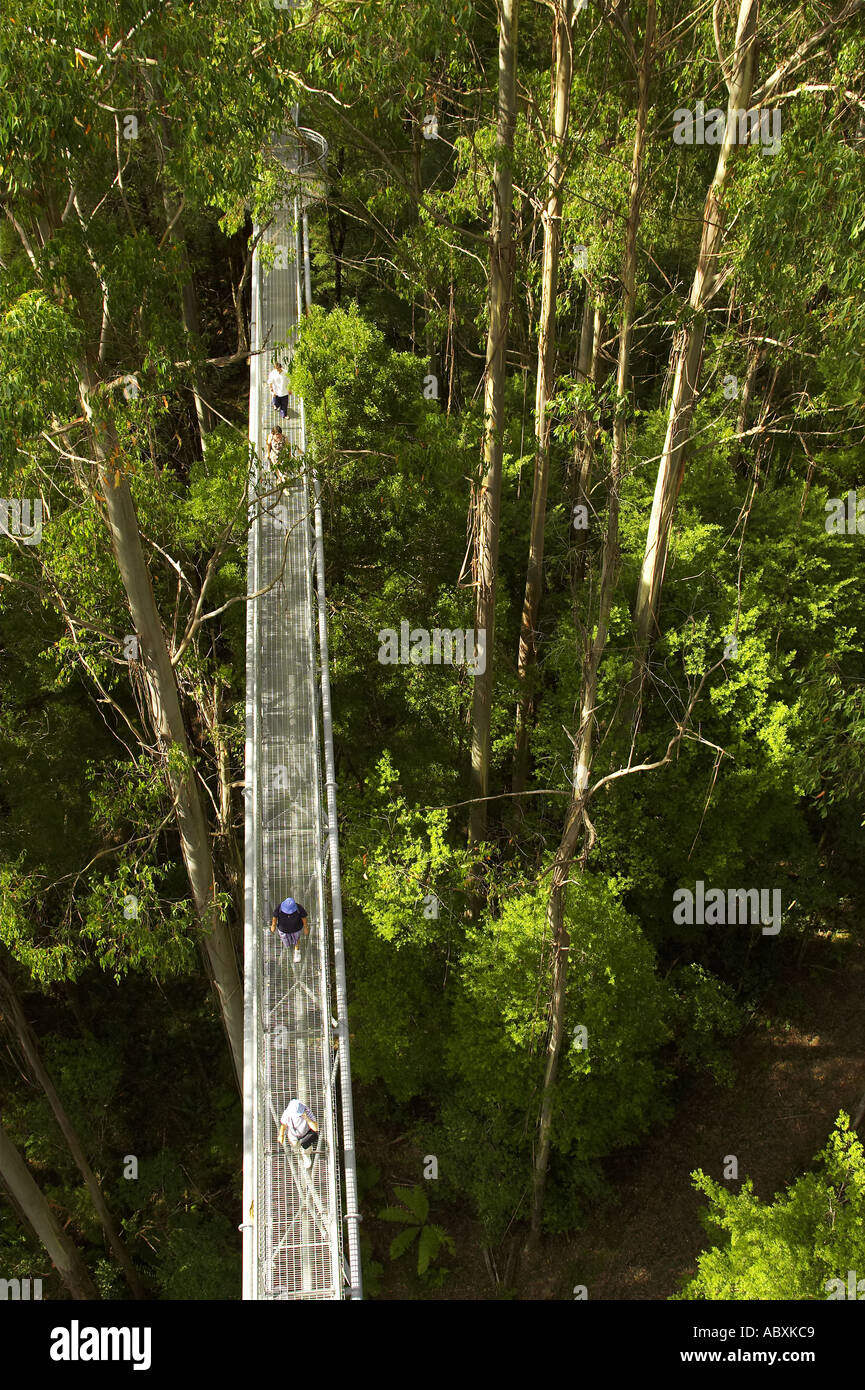 Otway Fly Tree Top Walk Otway Ranges Victoria Australia Stock Photo - Alamy