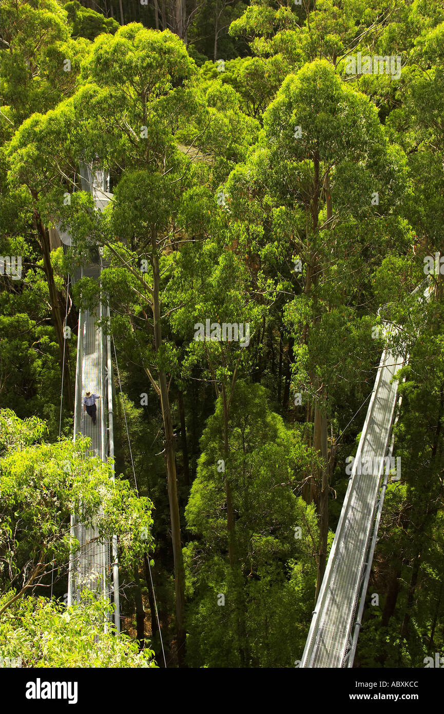 Otway Fly Tree Top Walk Otway Ranges Victoria Australia Stock Photo - Alamy