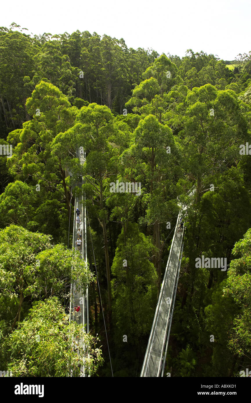 Otway Fly Tree Top Walk Otway Ranges Victoria Australia Stock Photo - Alamy