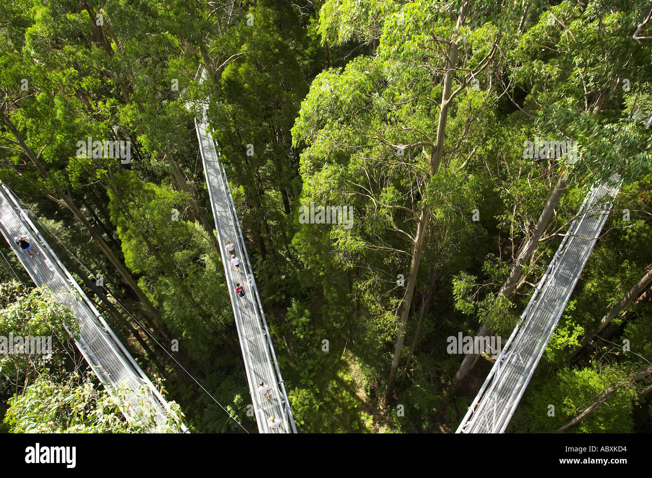 Otway Fly Tree Top Walk Otway Ranges Victoria Australia Stock Photo - Alamy