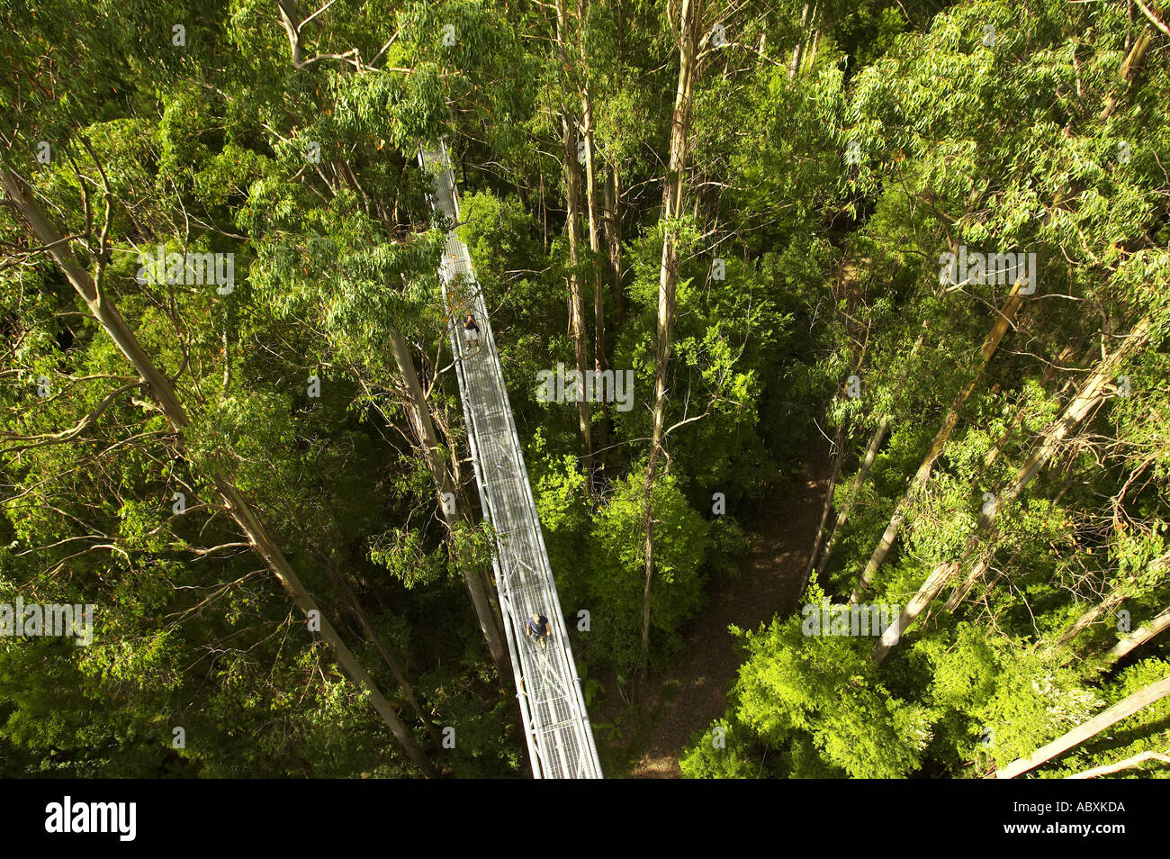 Otway Fly Tree Top Walk Otway Ranges Victoria Australia Stock Photo - Alamy
