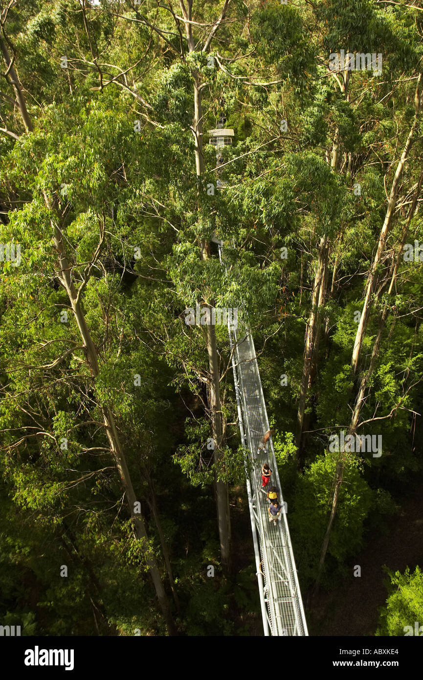 Otway Fly Tree Top Walk Otway Ranges Victoria Australia Stock Photo - Alamy