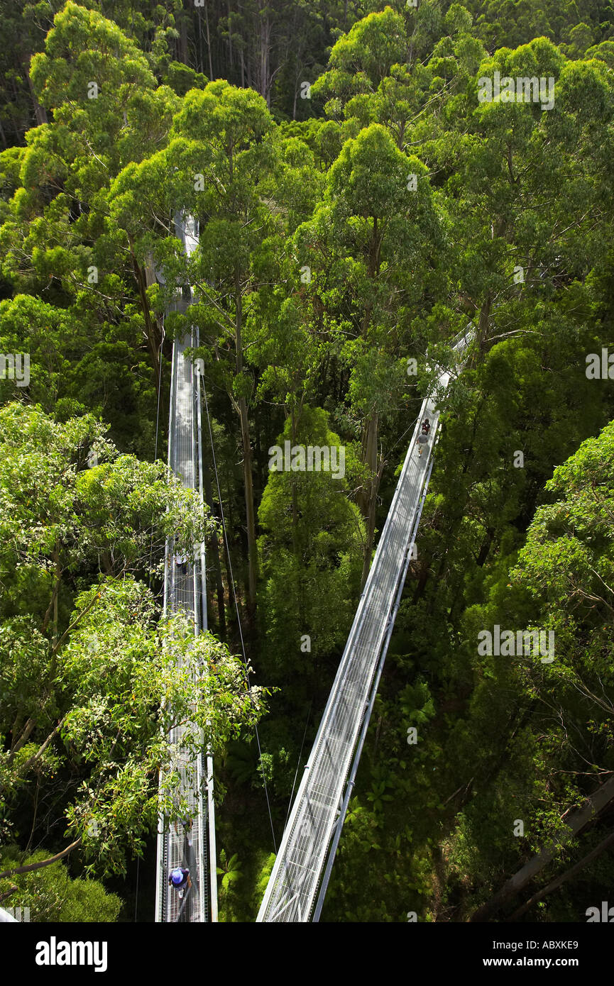 Otway Fly Tree Top Walk Otway Ranges Victoria Australia Stock Photo - Alamy