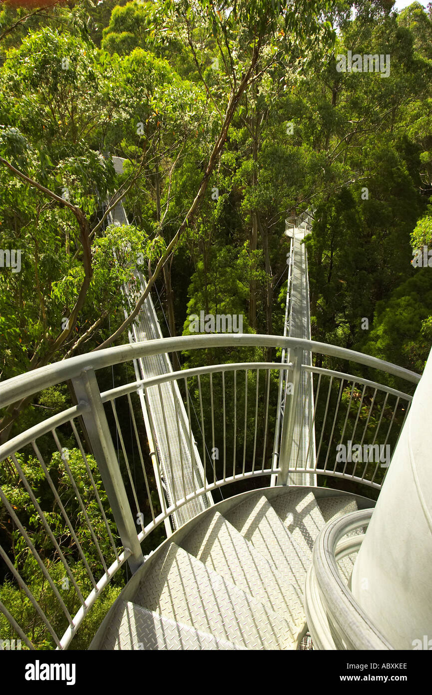Otway Fly Tree Top Walk Otway Ranges Victoria Australia Stock Photo - Alamy