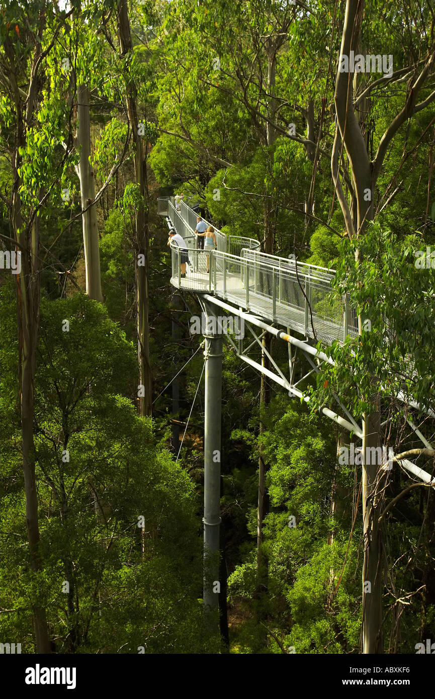 Otway Fly Tree Top Walk Otway Ranges Victoria Australia Stock Photo - Alamy