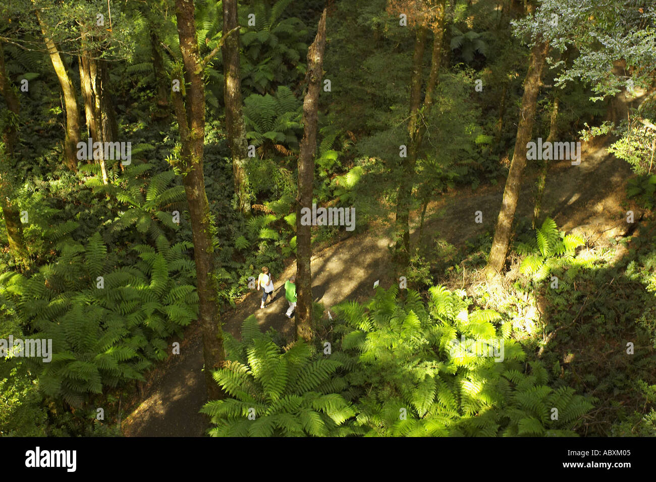 Forest Otway Ranges Victoria Australia Stock Photo - Alamy