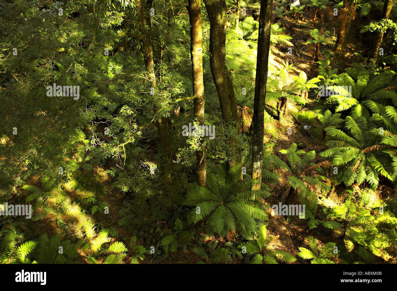 Forest Under Otway Fly Otway Ranges Victoria Australia Stock Photo - Alamy