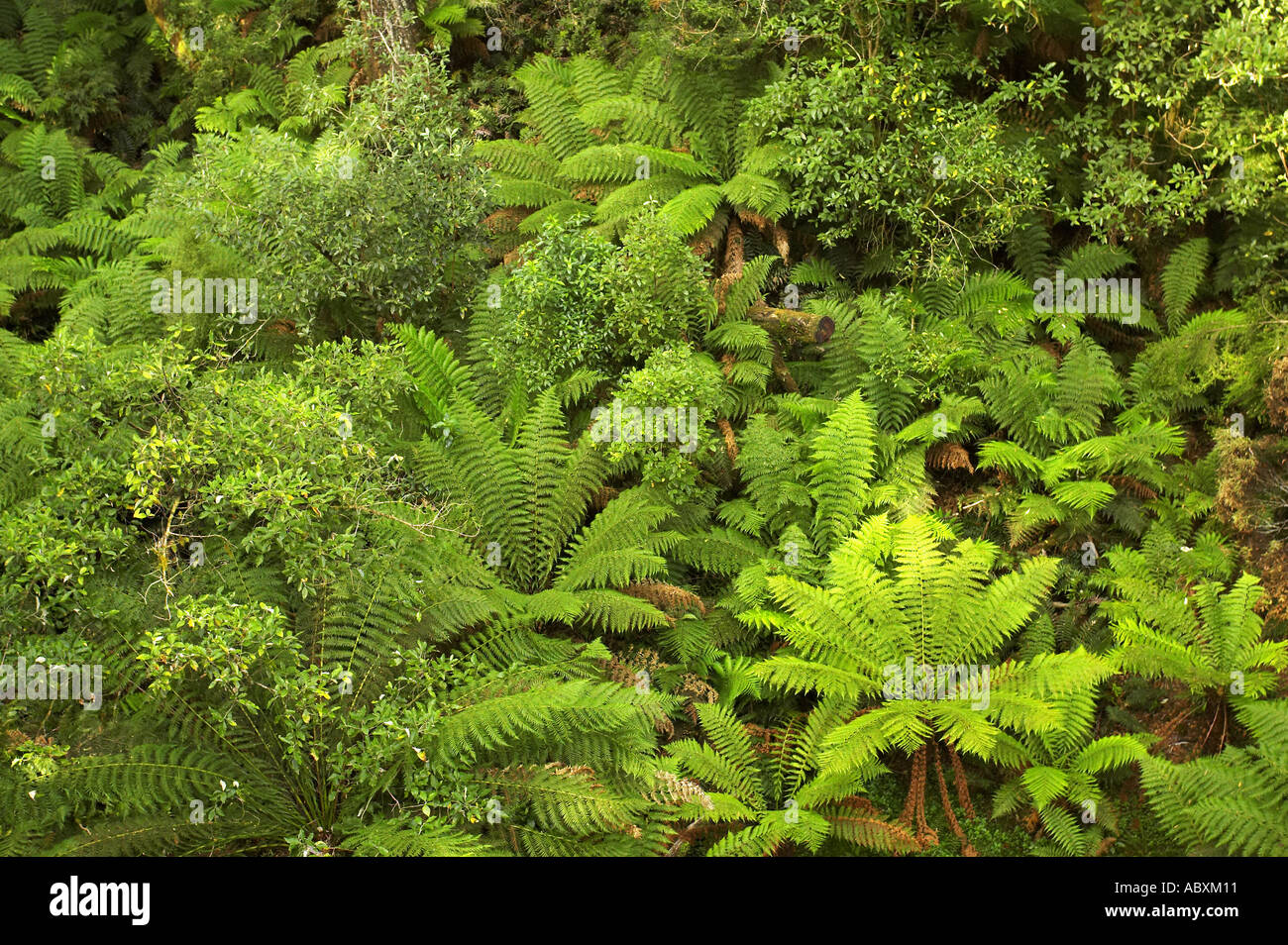 Ferns Otway Fly Otway Ranges Victoria Australia Stock Photo - Alamy