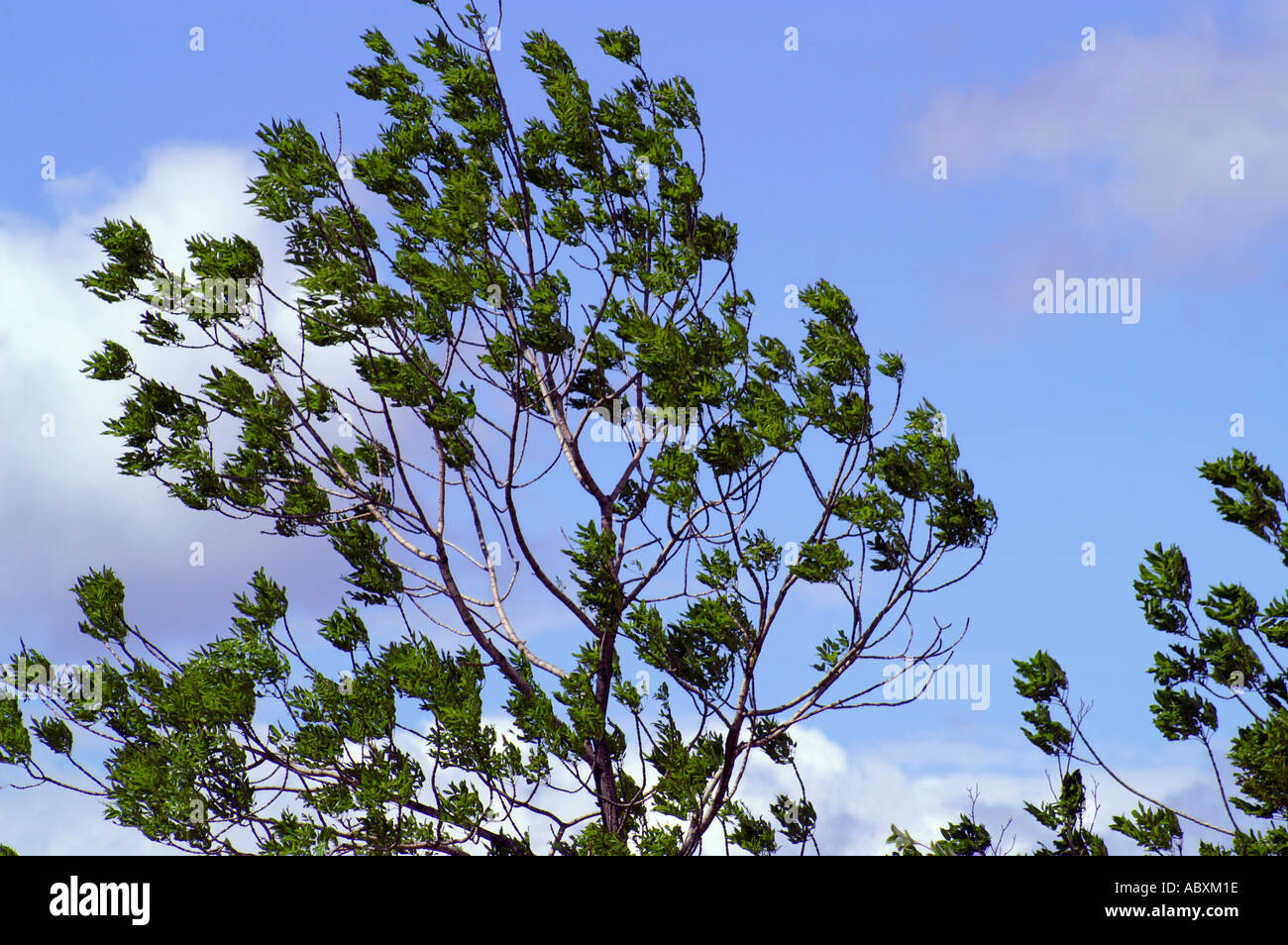 Treetop in the wind Stock Photo - Alamy