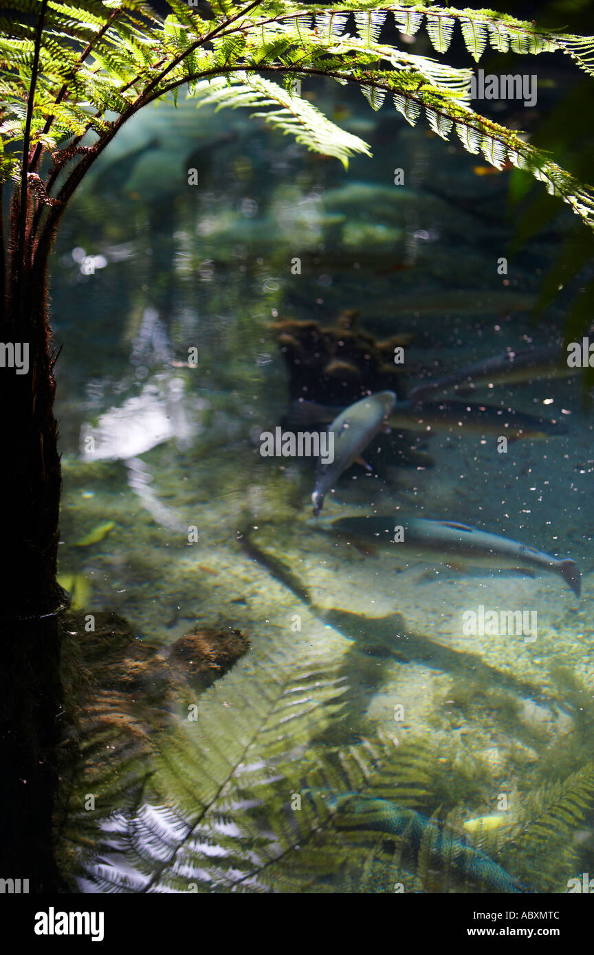Rainbow trout new zealand hi-res stock photography and images - Alamy