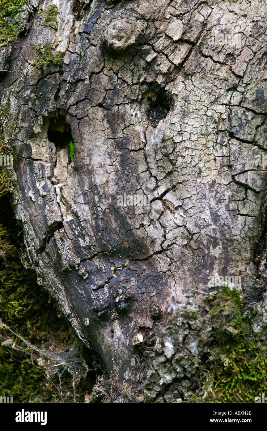 Holes on Bark facial shape Stock Photo - Alamy