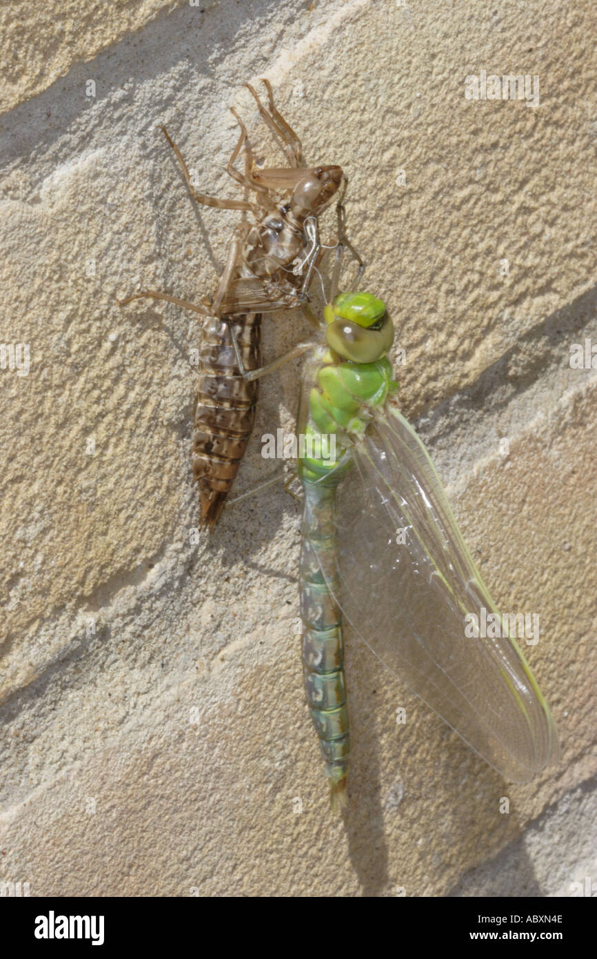 Emperor dragonfly anax imperator exuvia hi-res stock photography and images - Alamy