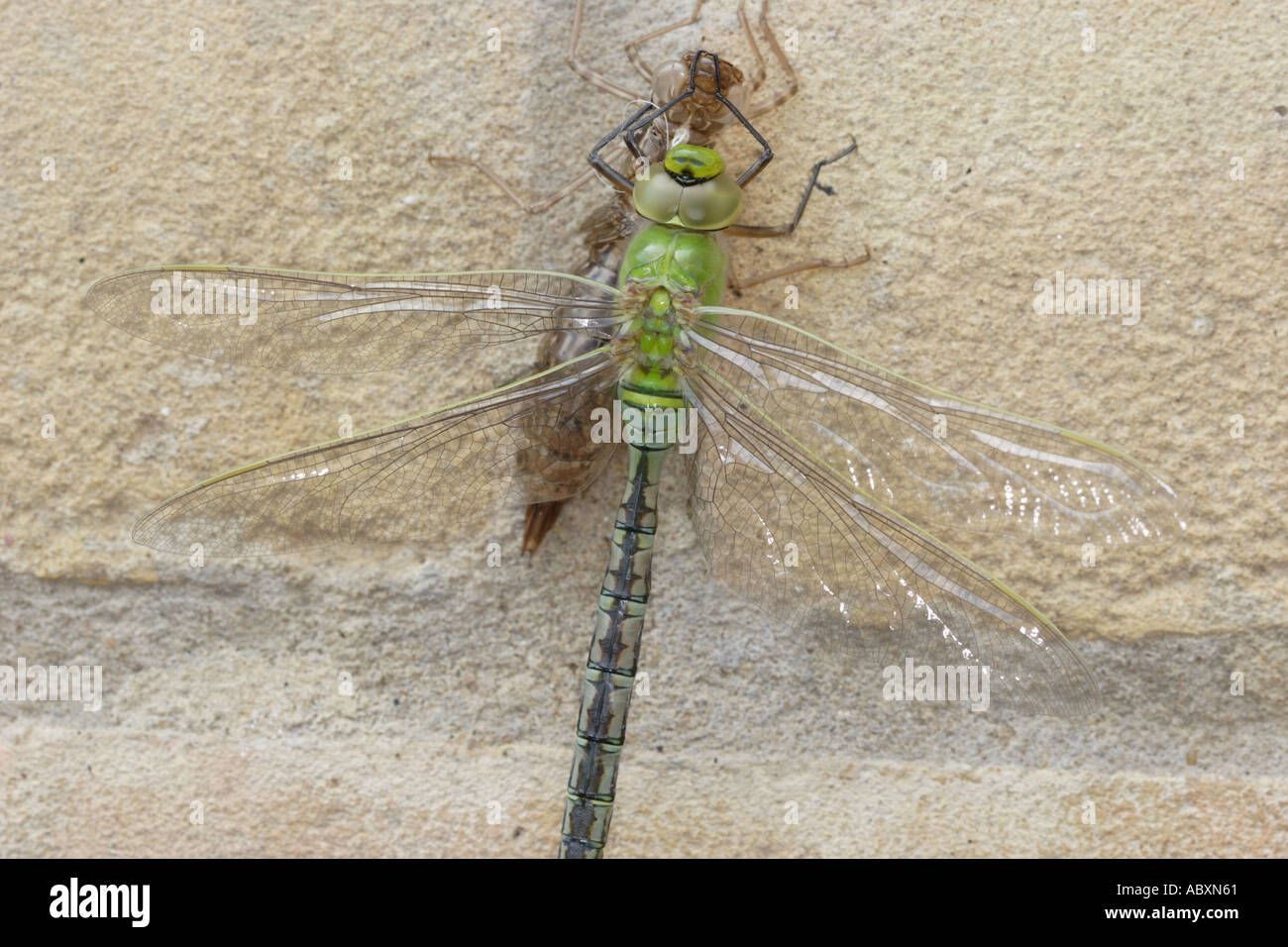 Emperor Dragonfly Anax Imperator emerging from Exuvia its final larval ...