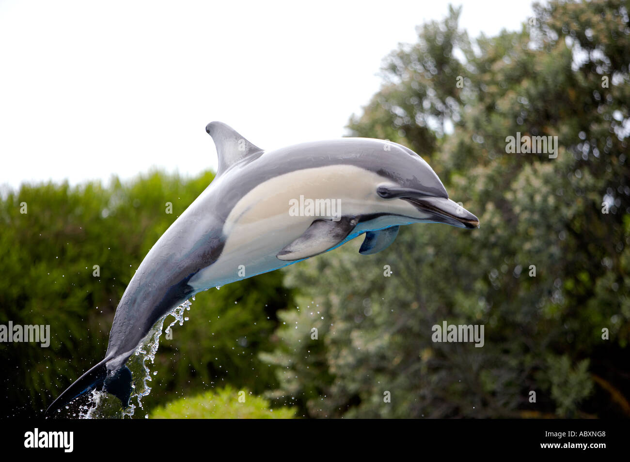 Land Dolphin