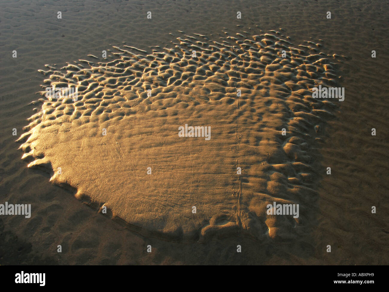 Abstract sand pattern formed on the Tessellated Pavements on the beach ...