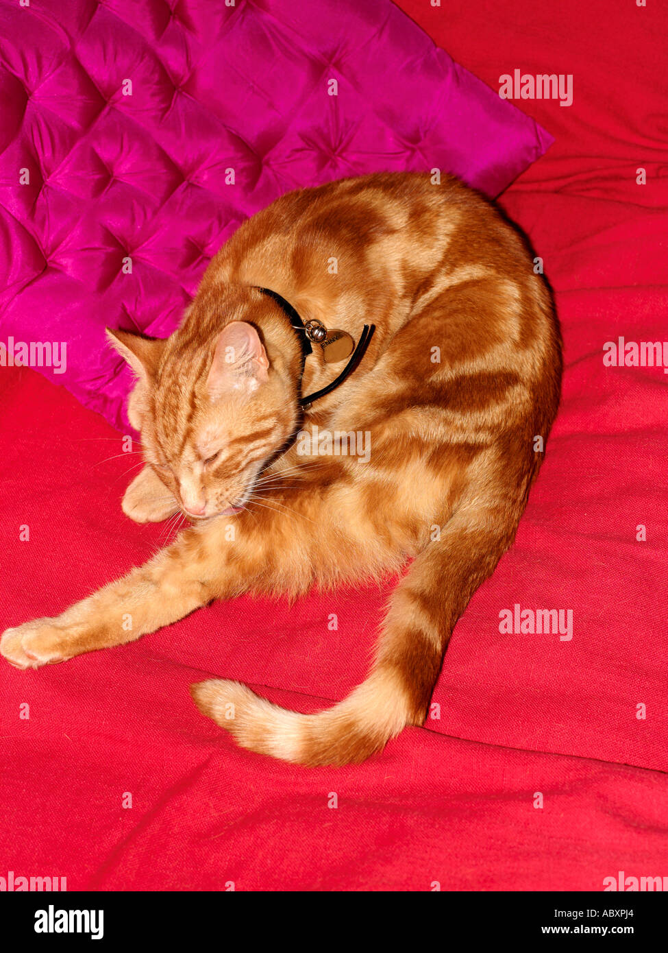 Ginger Kitten Grooming on sofa Stock Photo - Alamy