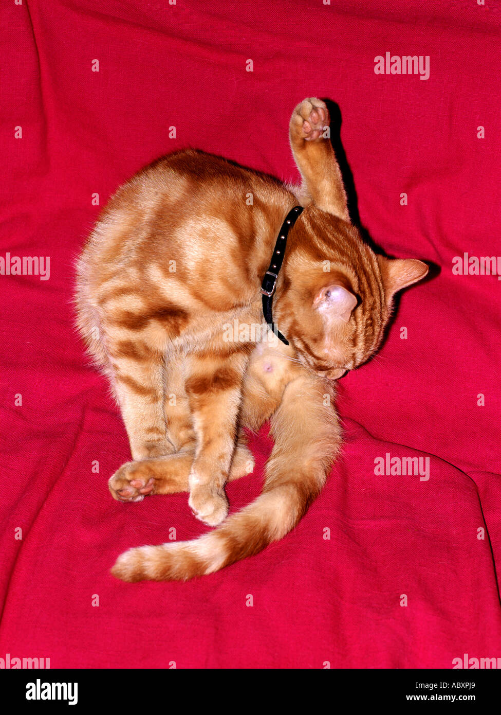 Kitten grooming hi-res stock photography and images - Alamy