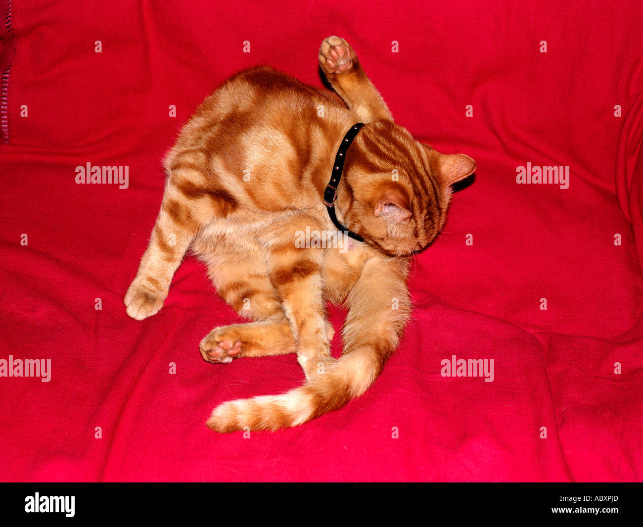 Ginger Kitten Grooming on sofa Stock Photo - Alamy