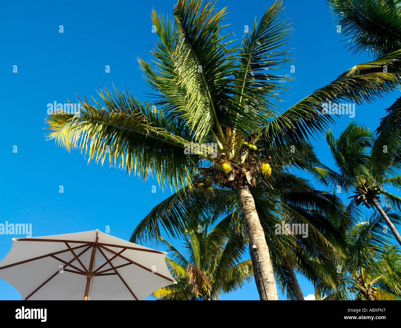"Palm Tree" Mauritius Stock Photo - Alamy