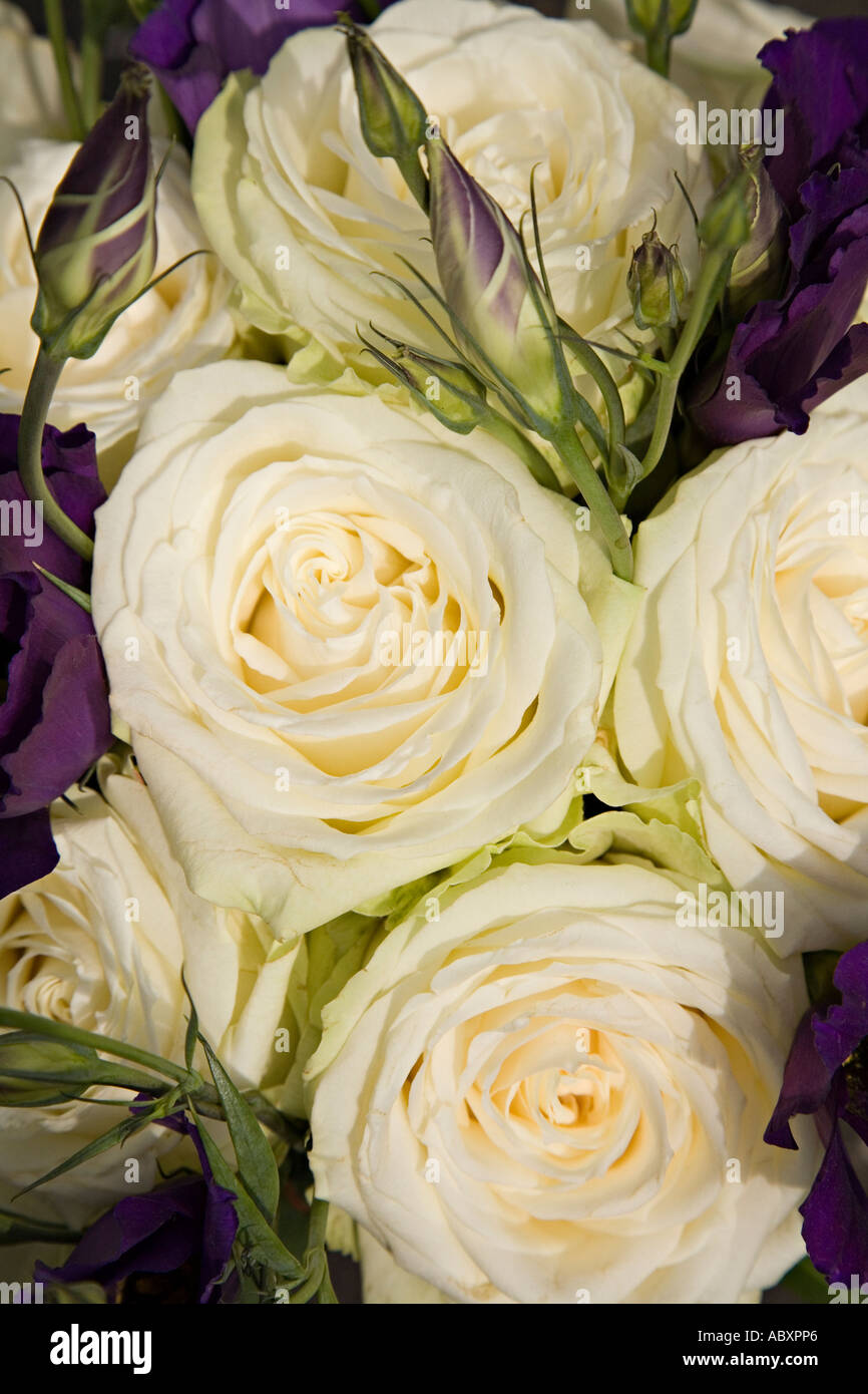 Cream coloured roses in boquet Stock Photo - Alamy