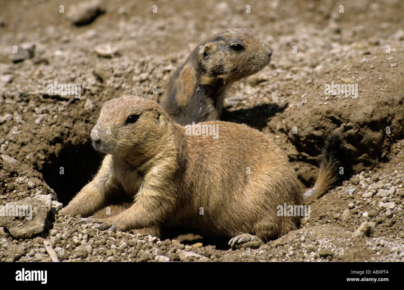 Prairie dog in burrow hi-res stock photography and images - Alamy