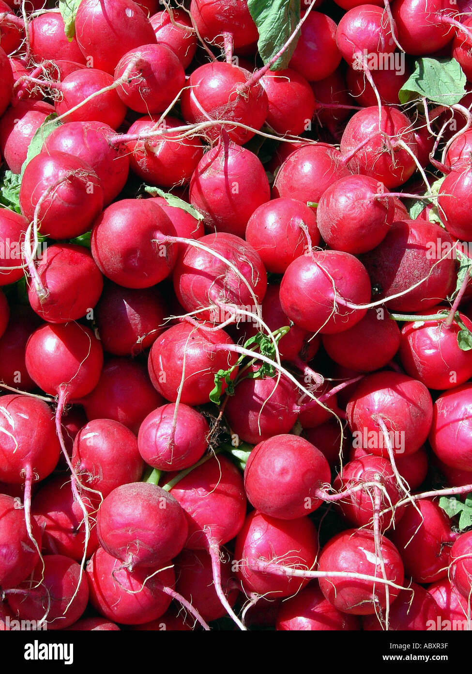 Still Life of Radishes Stock Photo - Alamy