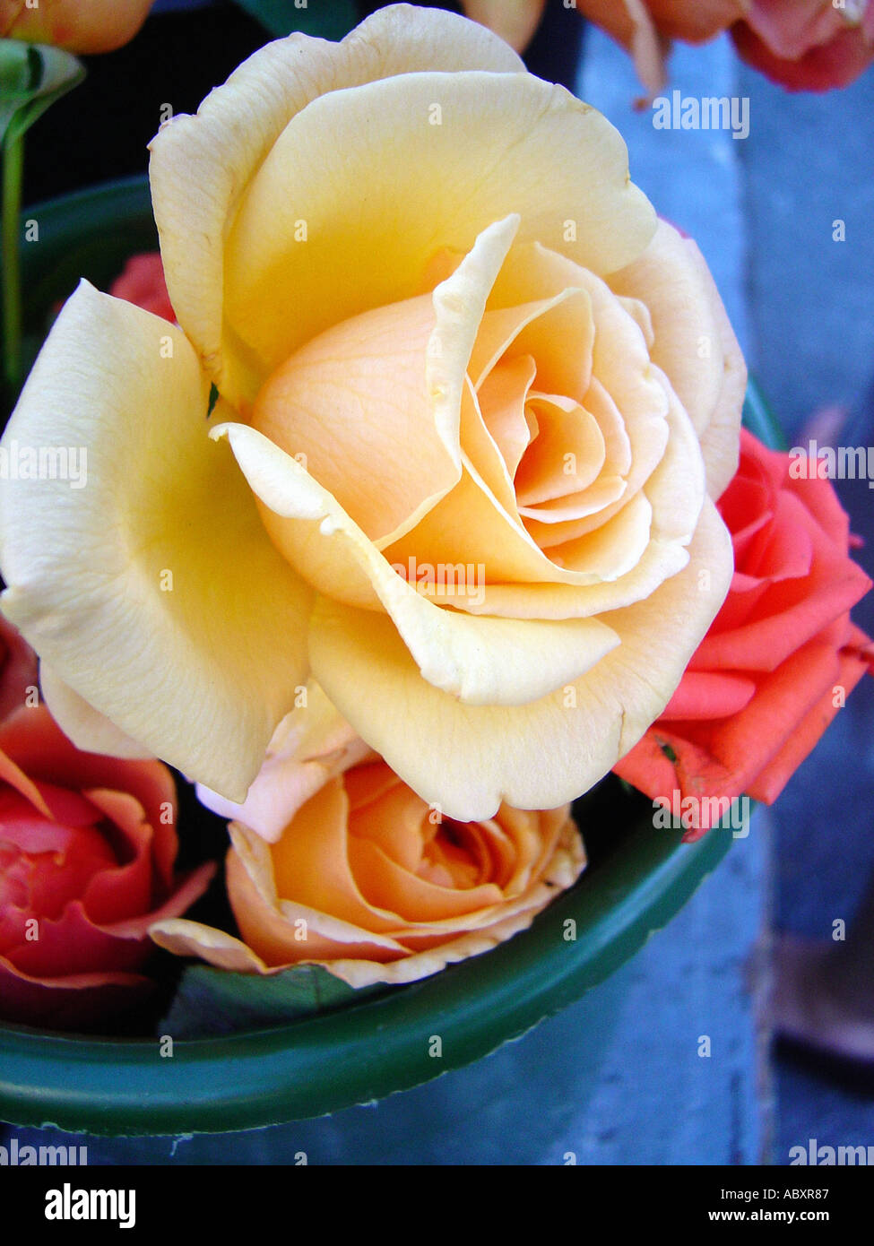 From the bunch of roses hi-res stock photography and images - Alamy