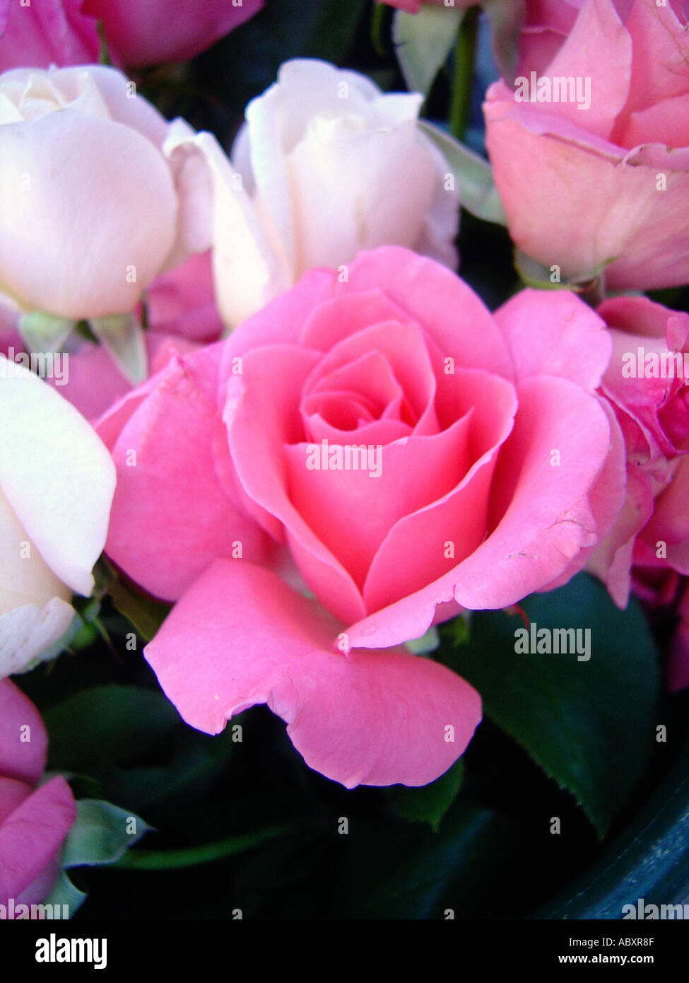 Still Life of a Bunch of Roses Viewed From Above Stock Photo - Alamy