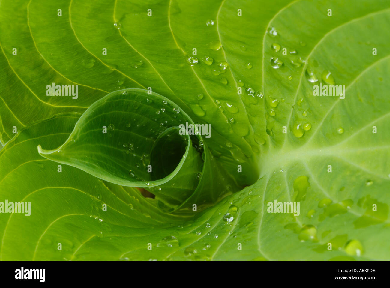 Longipes hi-res stock photography and images - Alamy