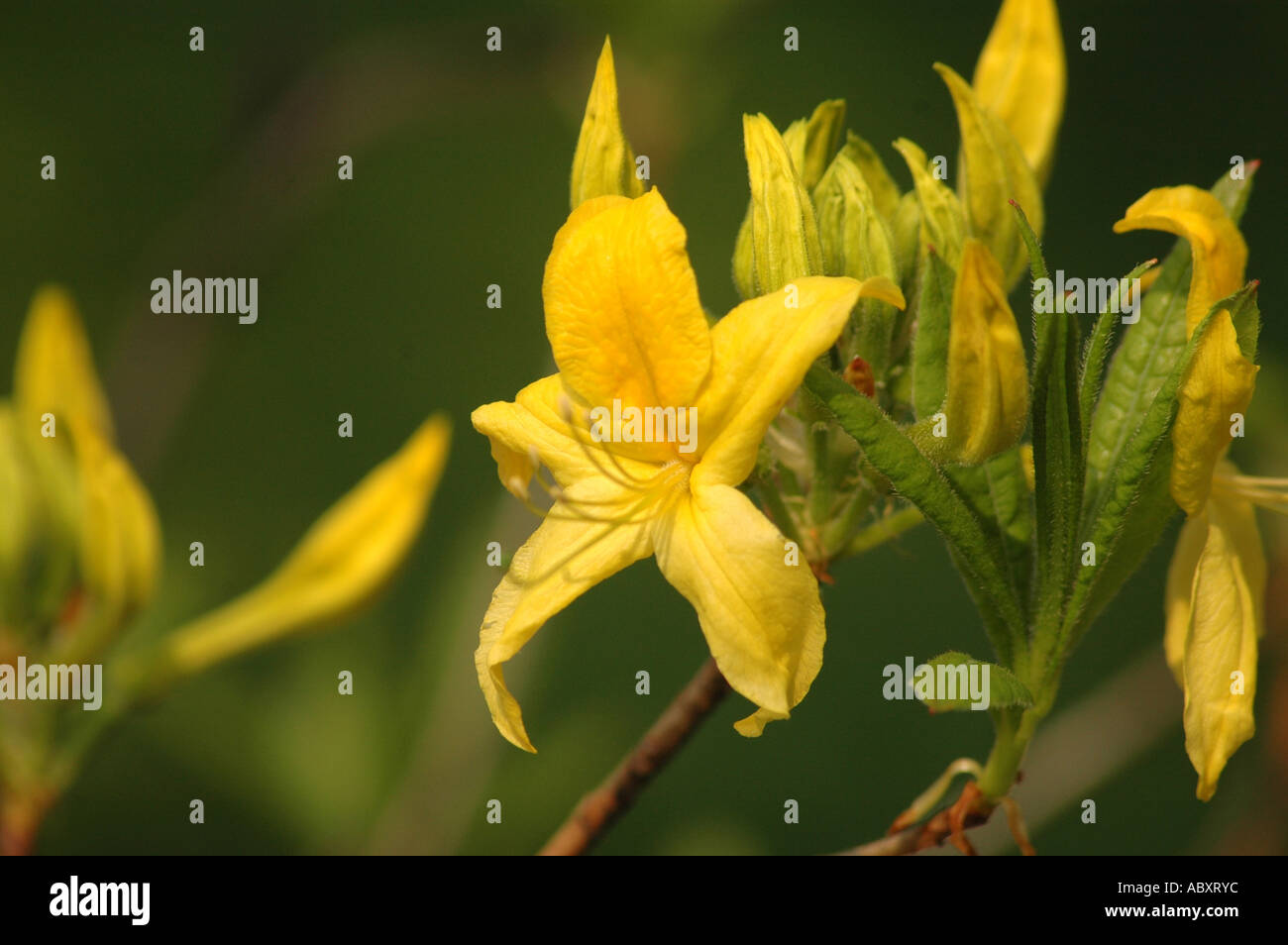 Yellow Azalea Rhododendron luteum syn. Rhododendron flavum and Azalea ...