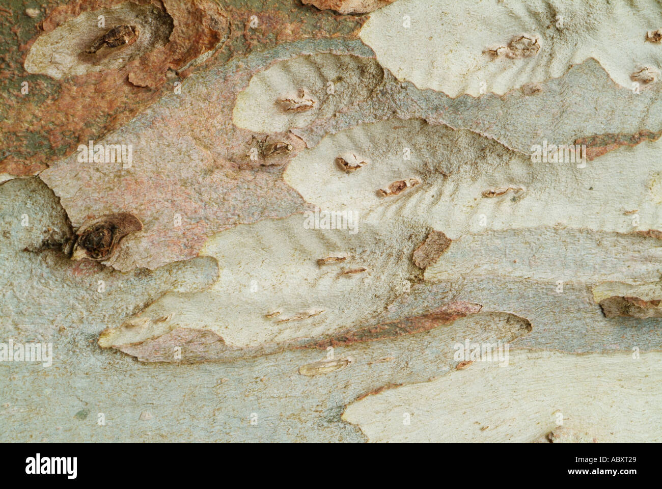 Tasmanian snow gum eucalyptus hi-res stock photography and images - Alamy