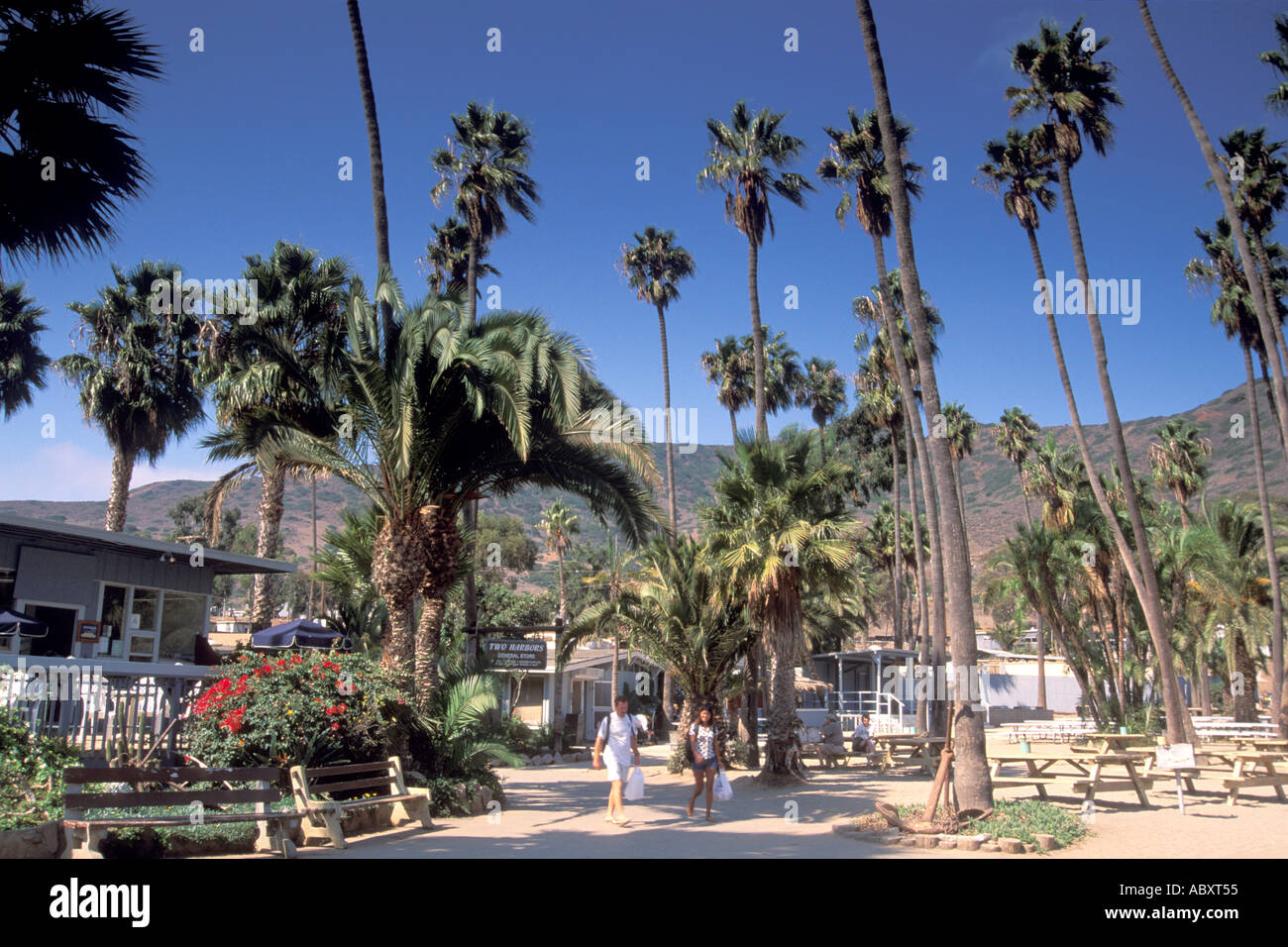Palm trees at Two Harbors Catalina Island California Coast Stock Photo ...