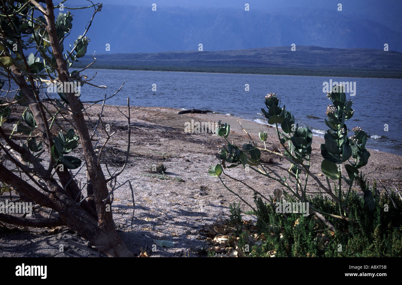 American crocodile suns on Cabritos Island in Lake Enriquillo Dominican ...