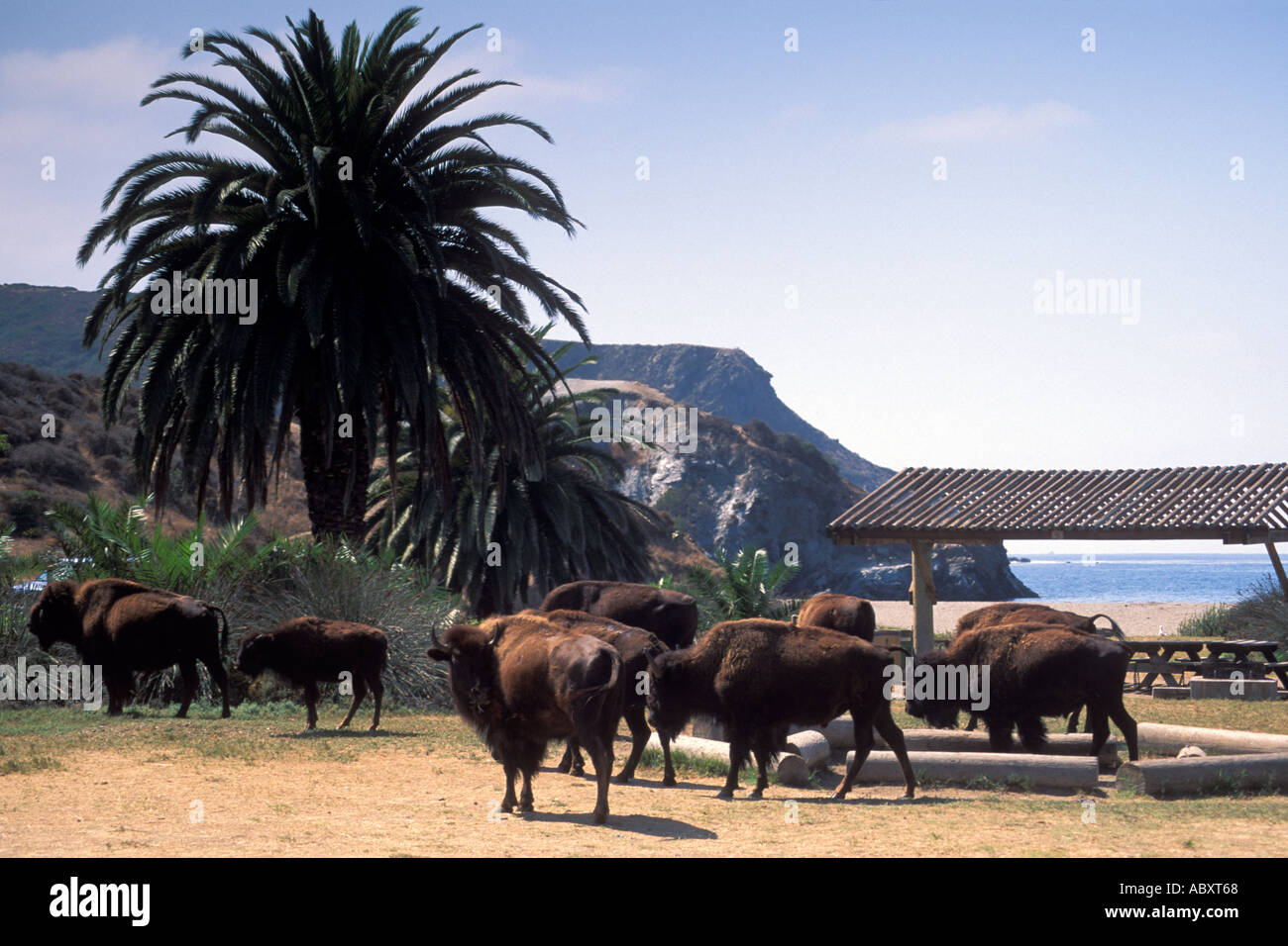 Herd of free roaming Buffalo below Palm Tree at Little Harbor ...
