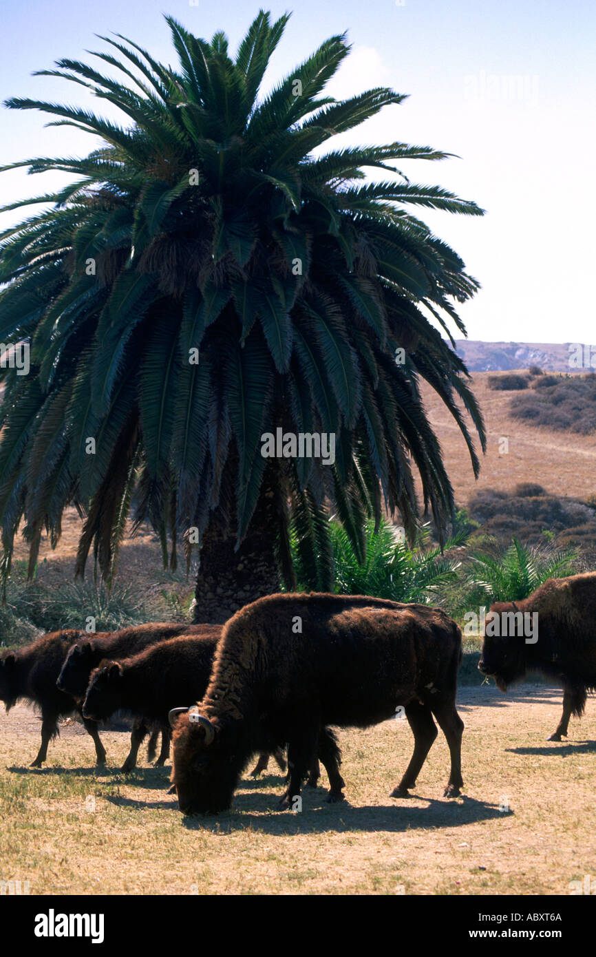 Herd of free roaming Buffalo under palm tree at Little Harbor ...