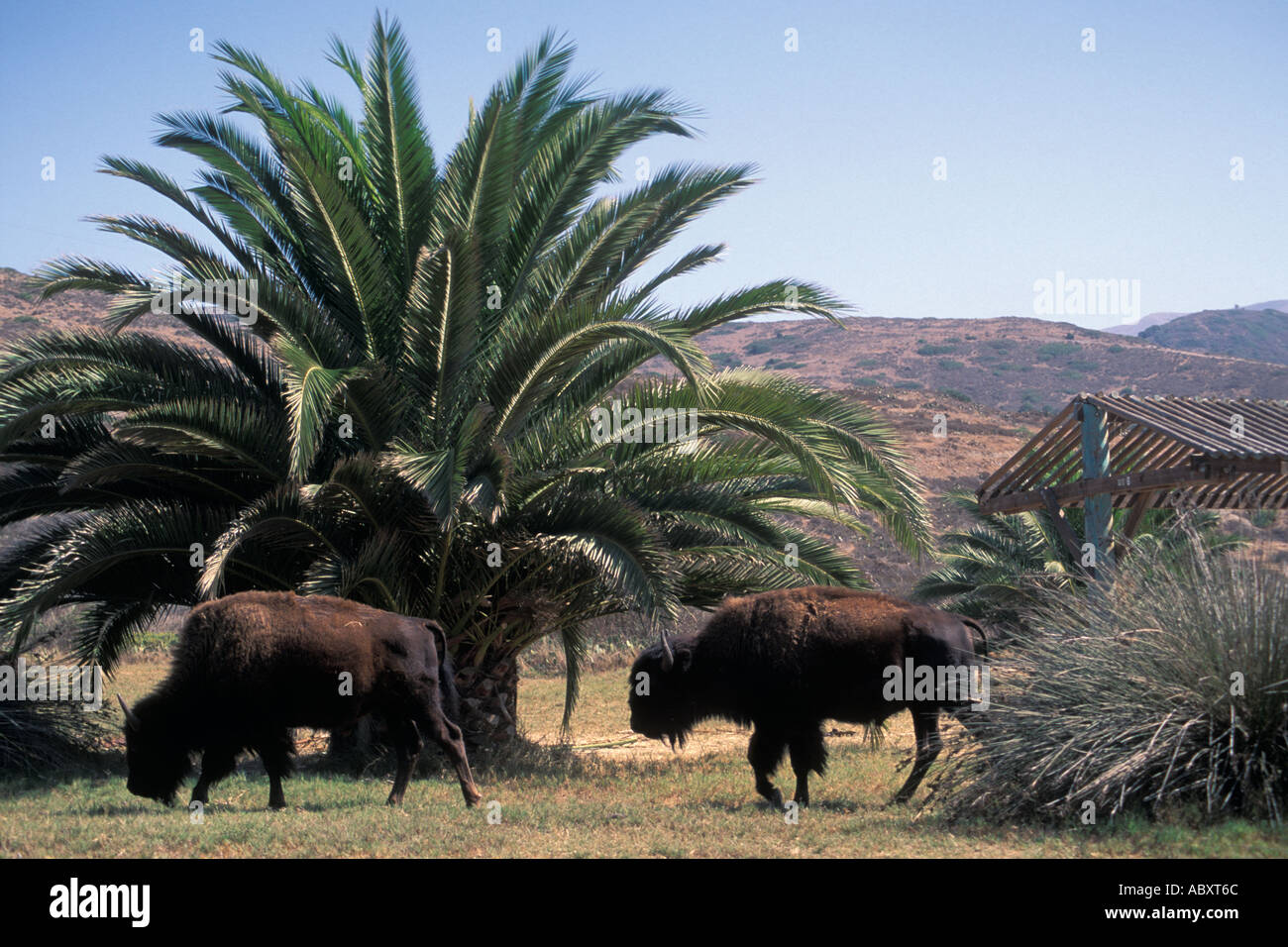 Herd of free roaming Buffalo under palm tree at Little Harbor ...
