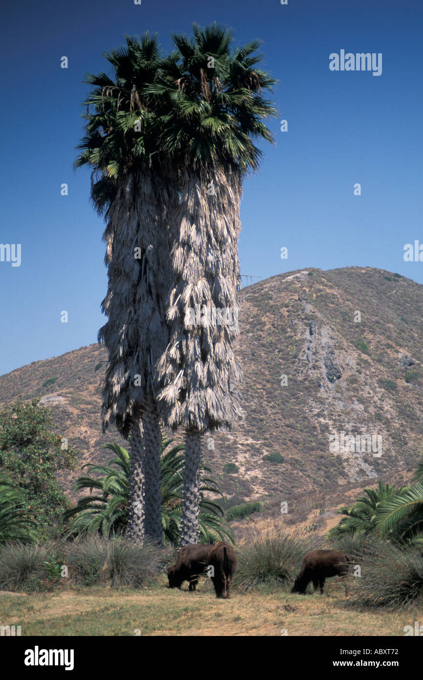 Little catalina hi-res stock photography and images - Alamy