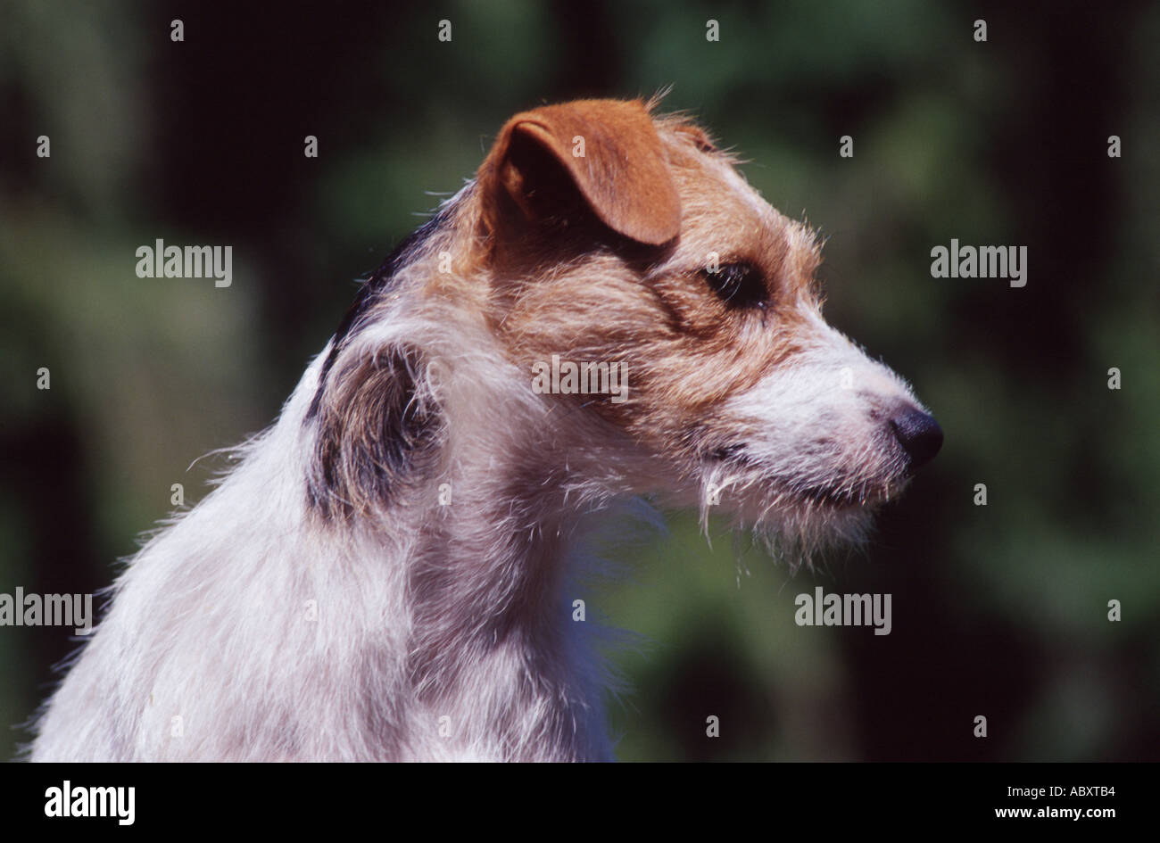 dog wirehaired Parson Jack Russell Terrier profile PR 224 Stock Photo ...
