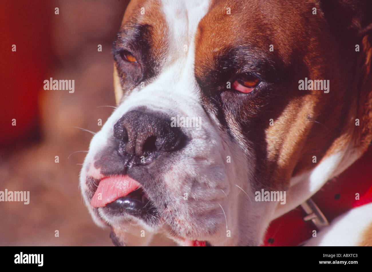 dog Boxer humor closeup sleepy expression tongue hanging out PR CL ...