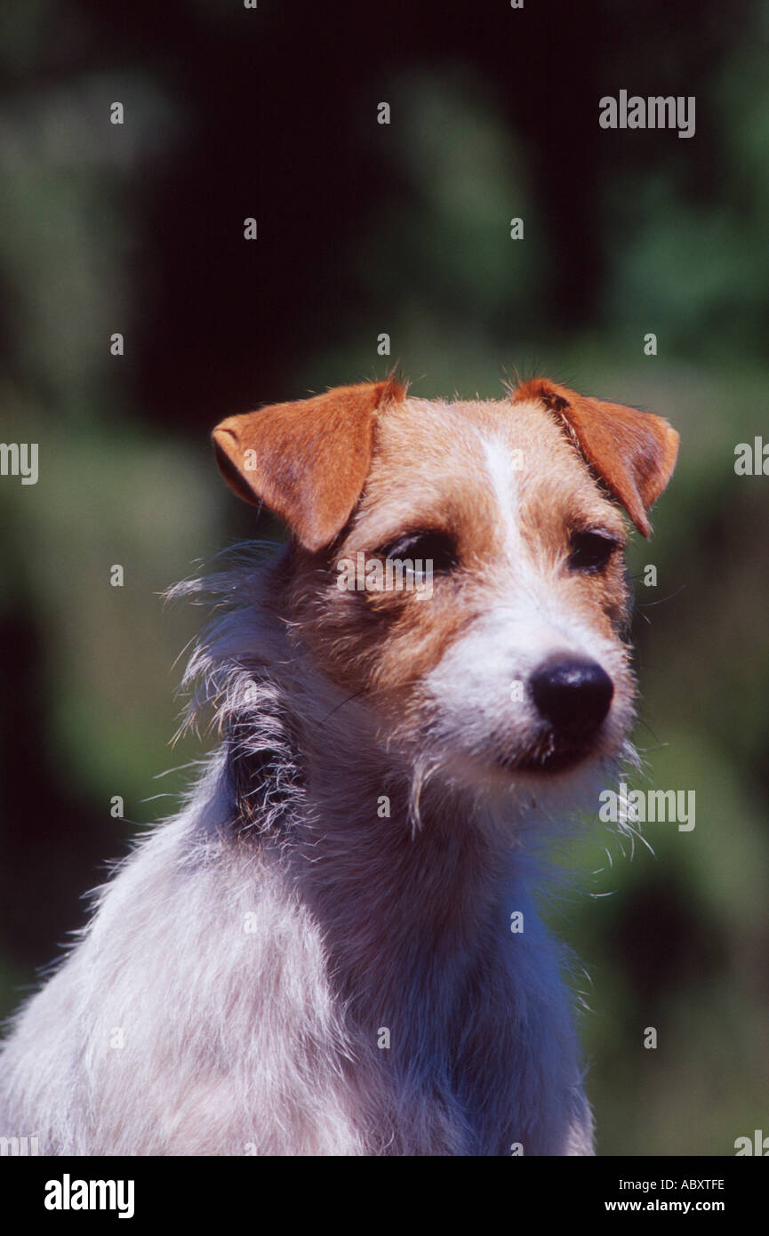 dog wirehaired Parson Jack Russell Terrier PR 224 Stock Photo - Alamy