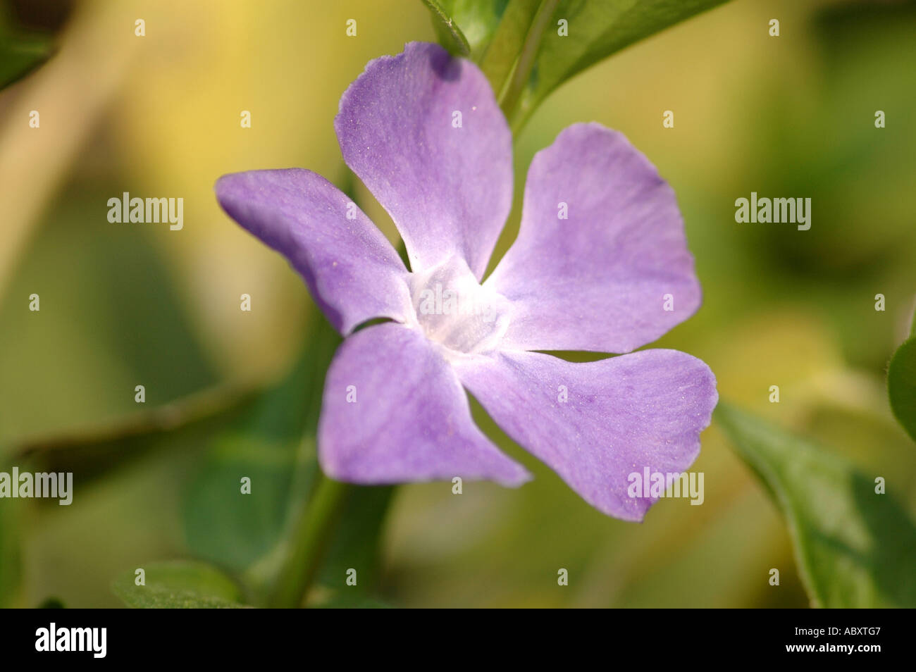 Bigleaf Periwinkle Vinca major flower also called Greater Periwinkle ...