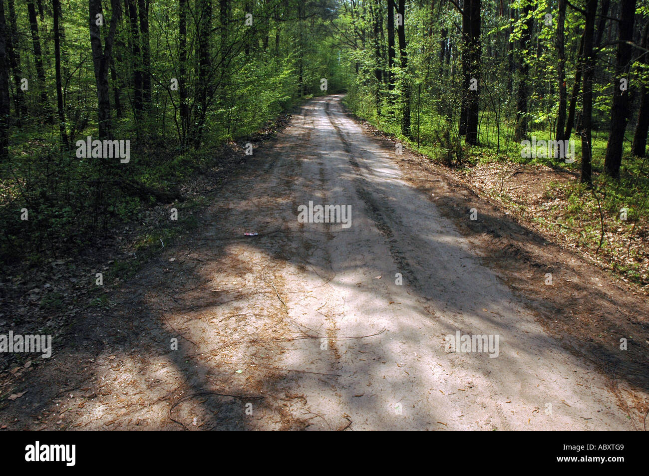 Forest in Nadbuzanski Landscape Park also called The Bug River Valley ...