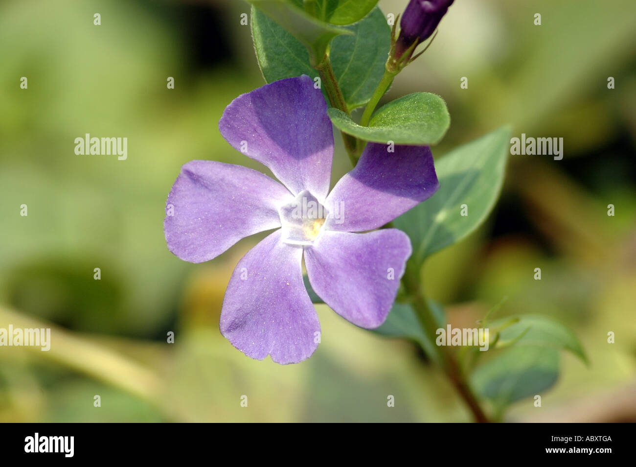 Bigleaf Periwinkle Vinca major flower also called Greater Periwinkle ...